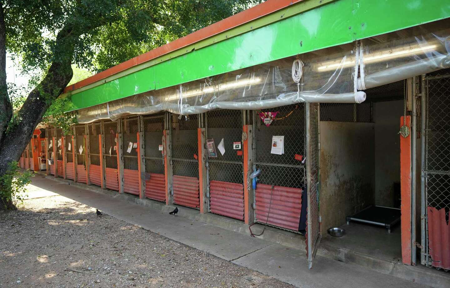 Austin animal shelter break-in leaves one dog dead, five injured