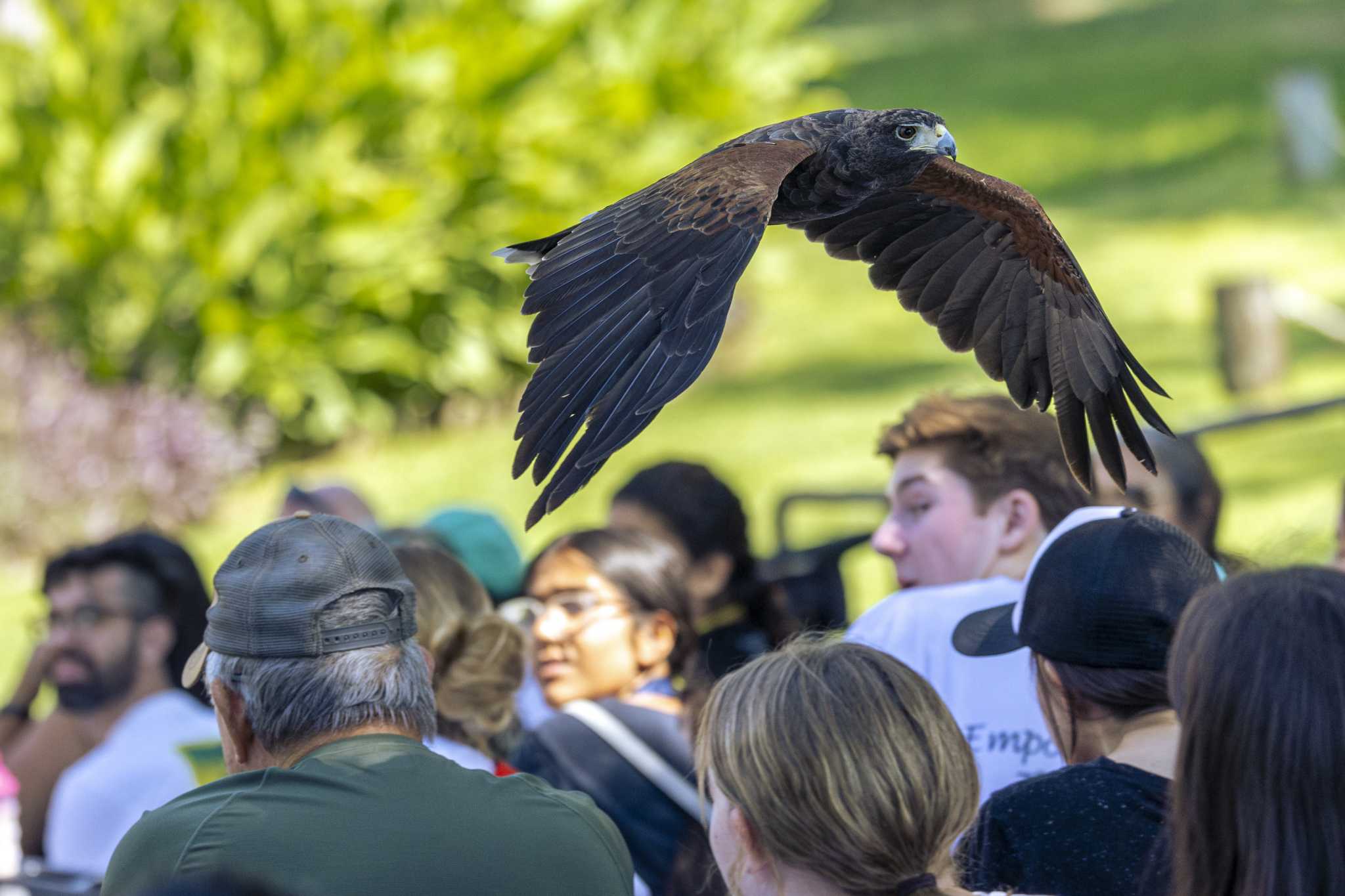 Hawk missing from California zoo shows up 15 months later