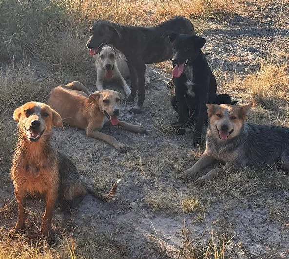 Freedom Ranch closes after abuse allegation; no investigation launched