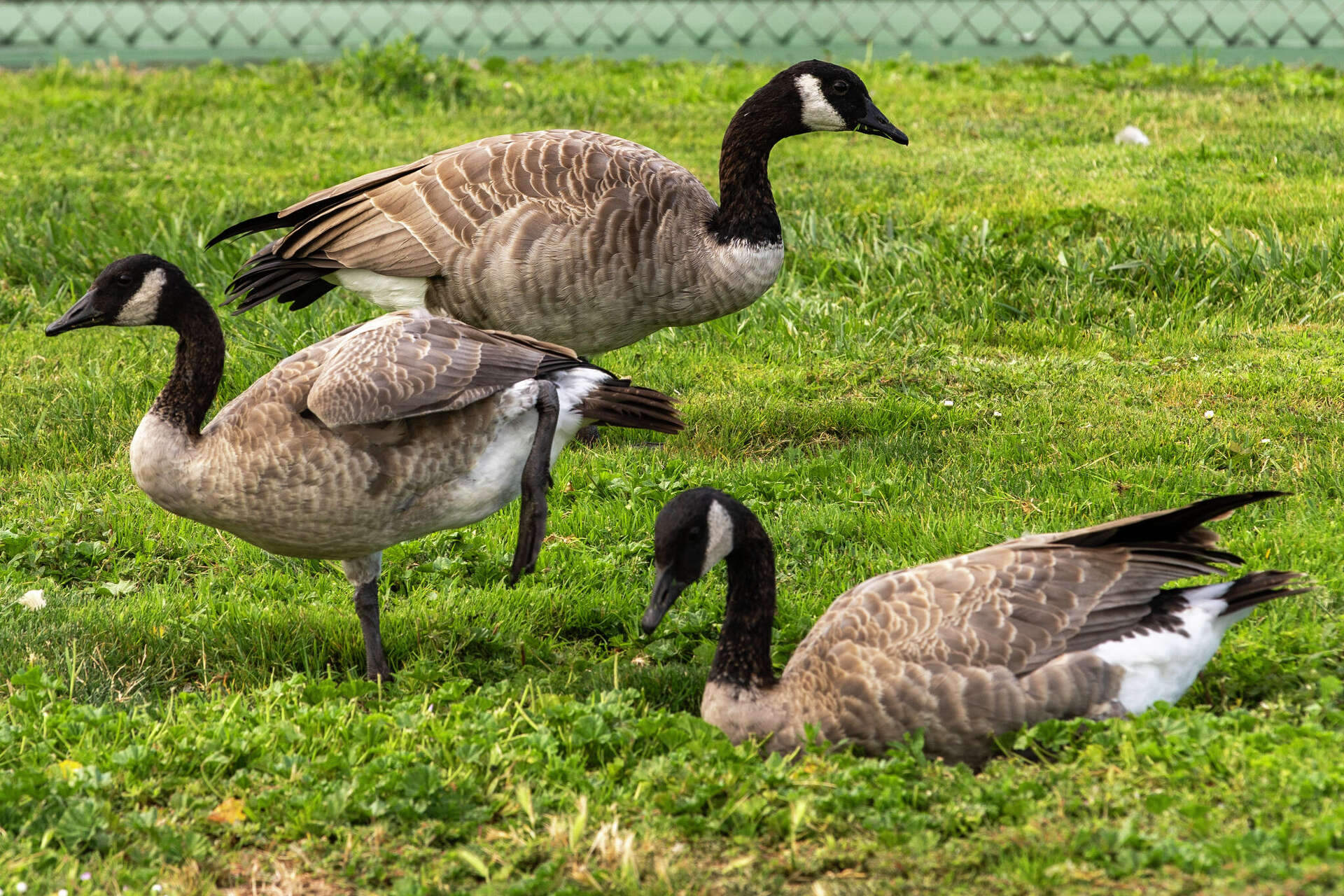 Foster City battling goose invasion — and 300 pounds of poop