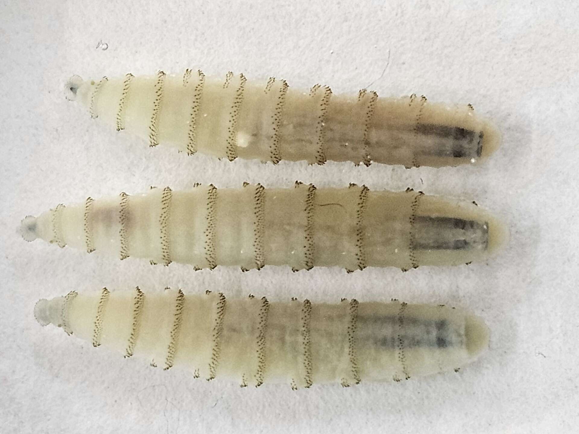 Texas, USDA unveil $100M push and $750M plant to stop screwworm