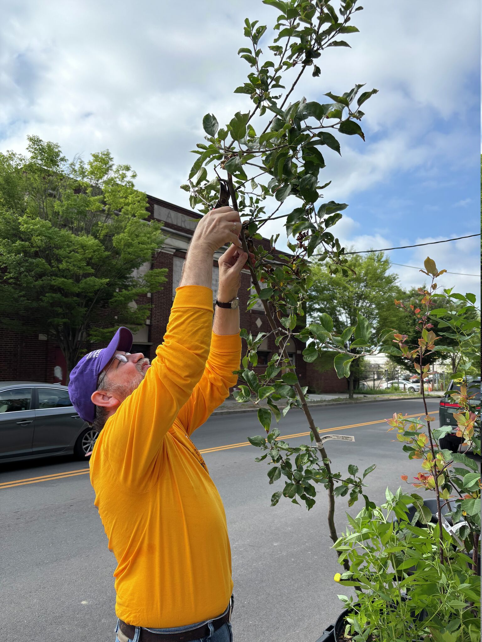 Pawpaws to the rescue: UAlbany planting trees to reduce heat