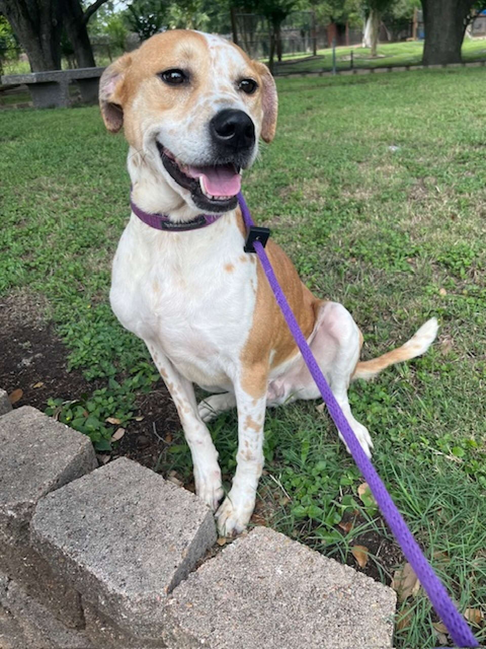 Houston Humane Society is overcrowded: What to know and how to help.
