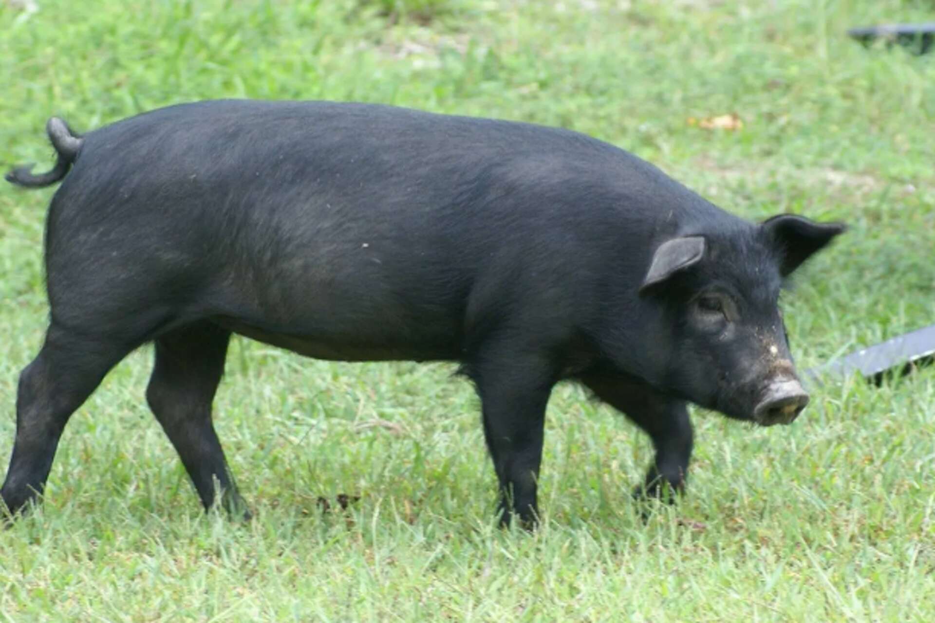 Michigan Appeals Court revives Fraser Township pig farm dispute