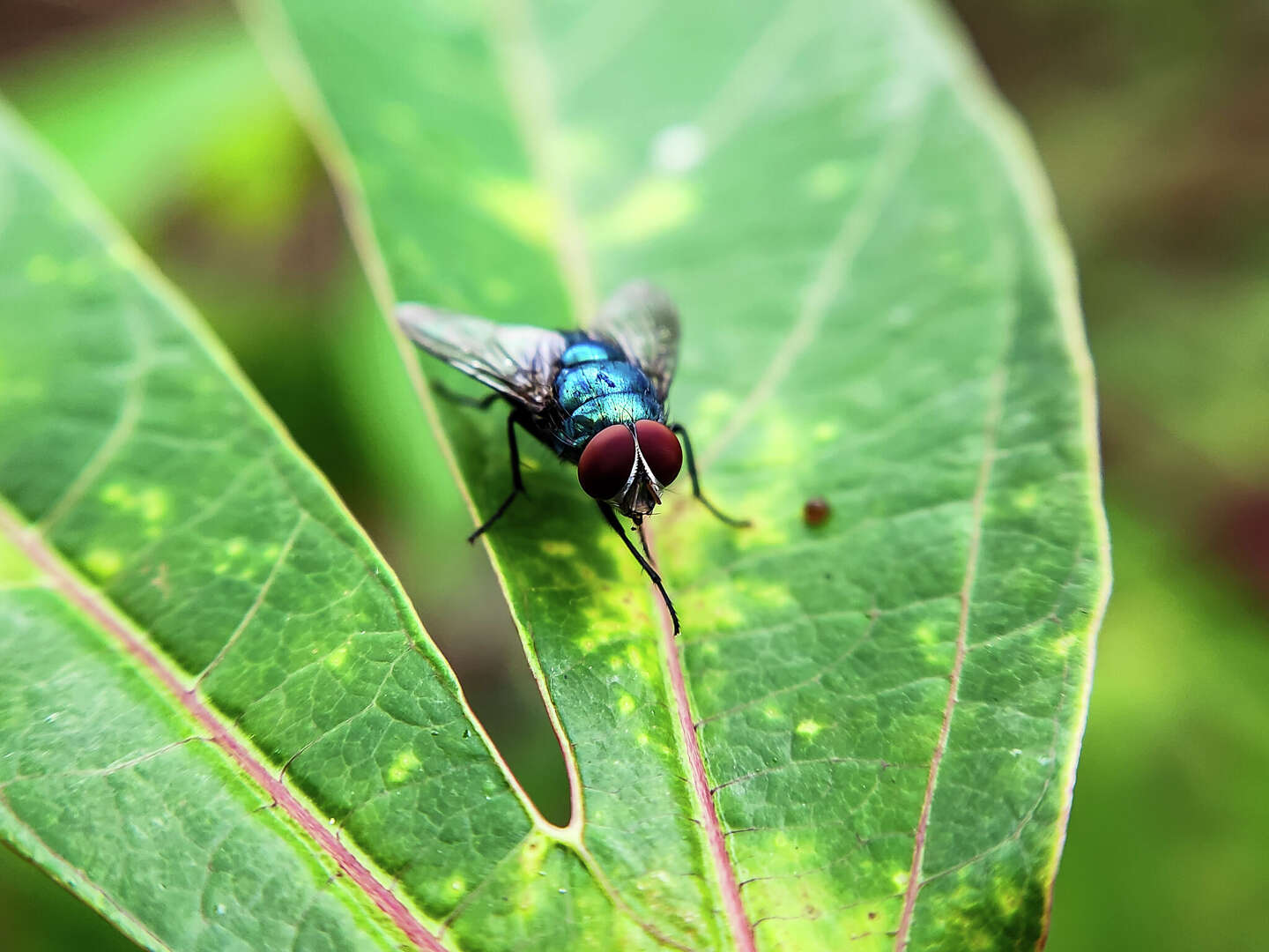 US wages $750M battle against 'nightmare' screwworm in Texas