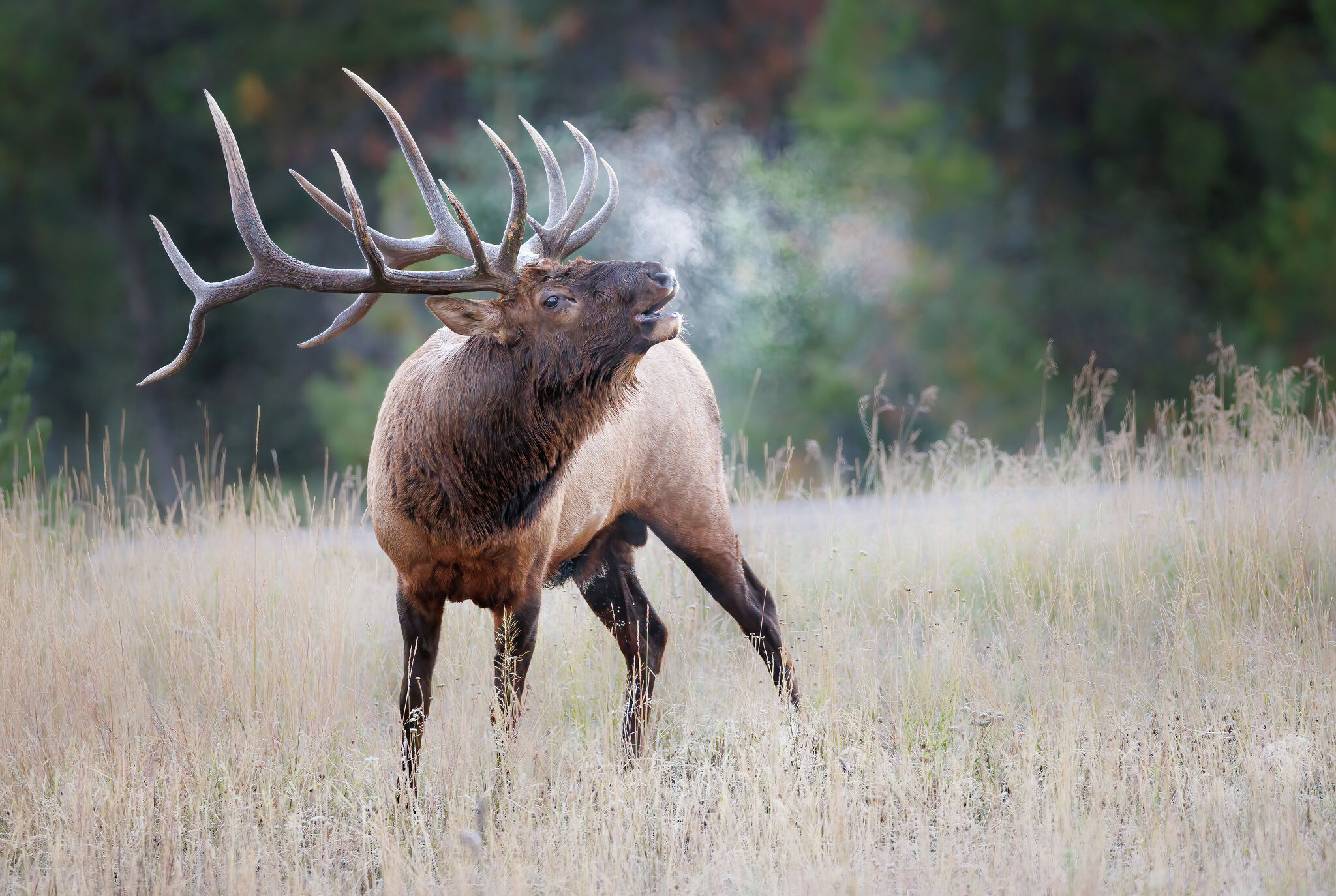 Michigan to use trail cameras to help elk survey, hunt season nears