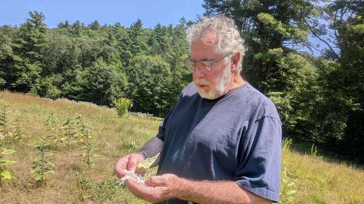 Invasive black swallow-wort spreads in CT, endangers monarchs