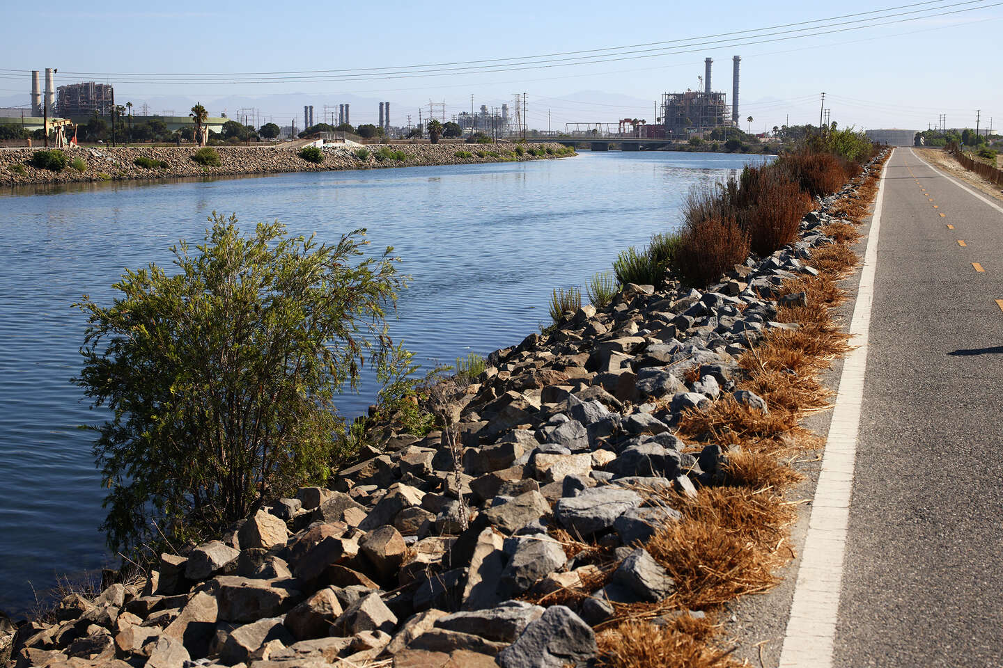 An endangered sea species is thriving in an urban SoCal river