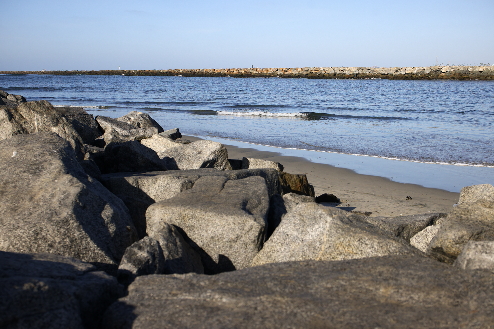 An endangered sea species is thriving in an urban SoCal river