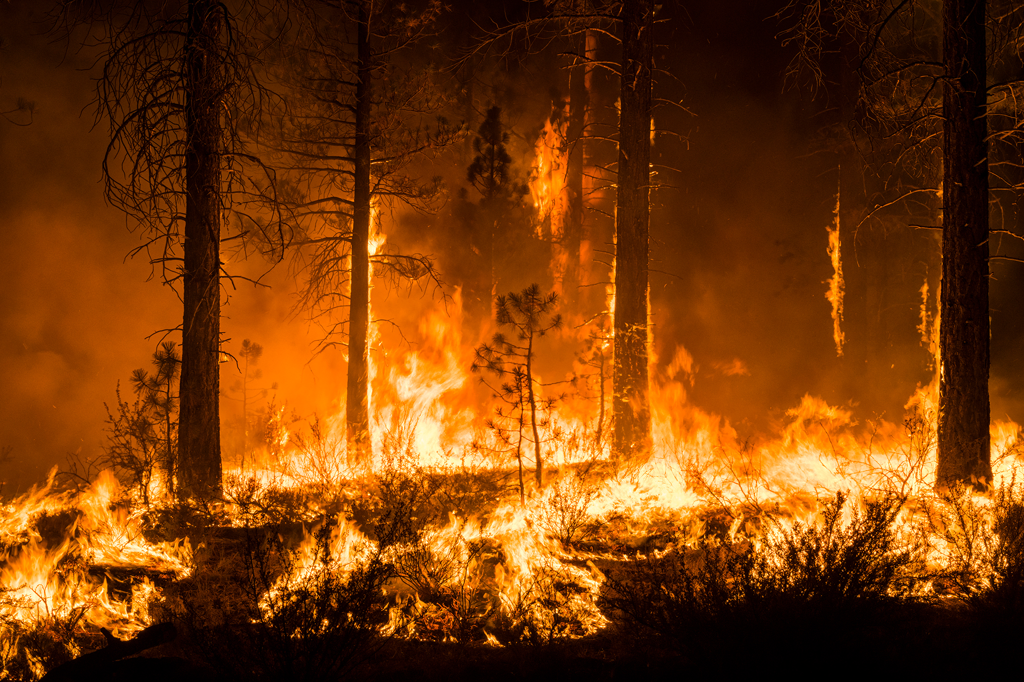Calif. wildfires more severe on private logging land, study finds