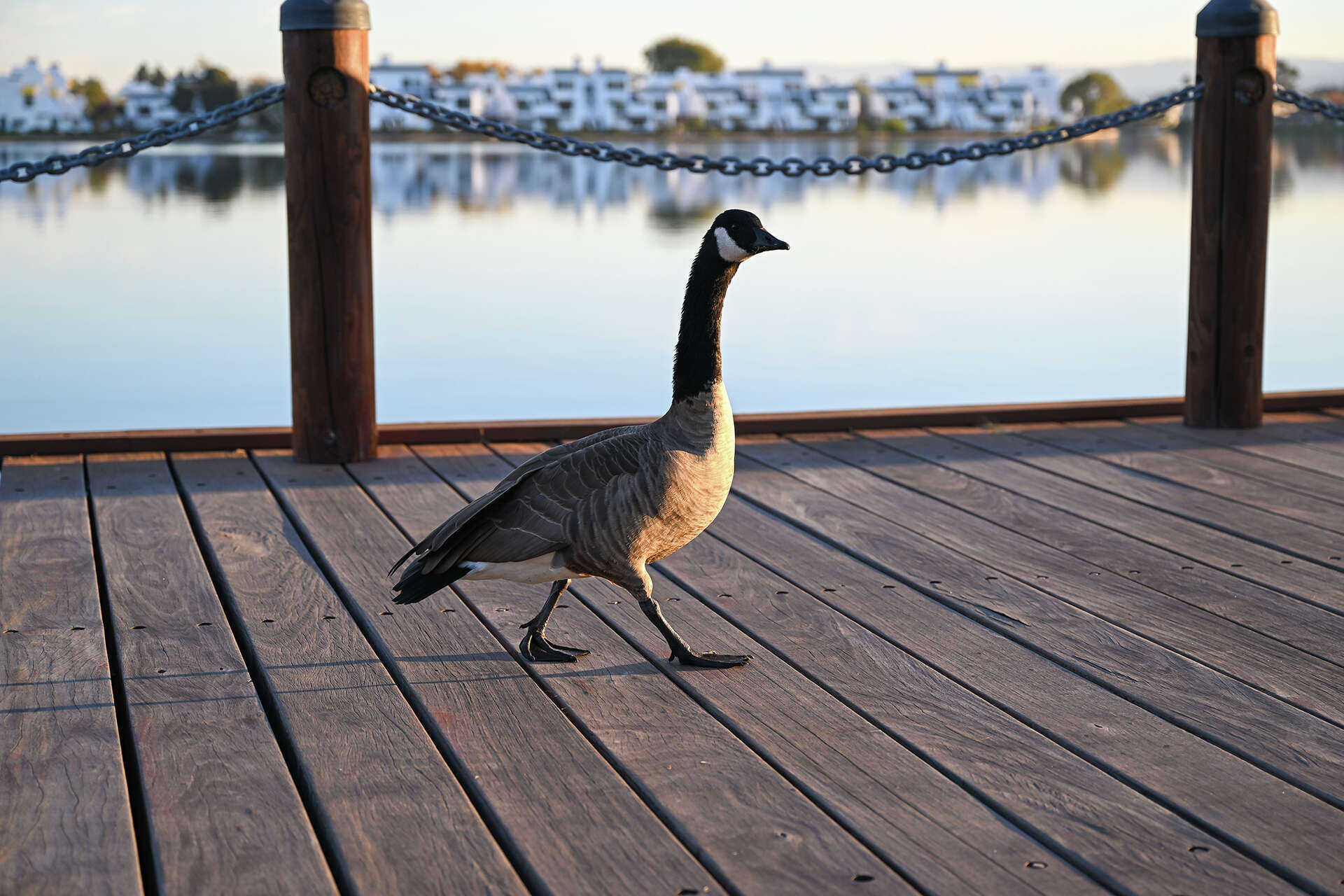 Bay Area city fights geese invasion, but won't unleash deadly swans