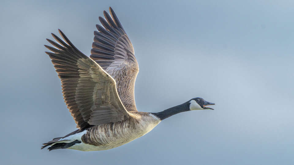 Key dates Texas hunters should know for 2025