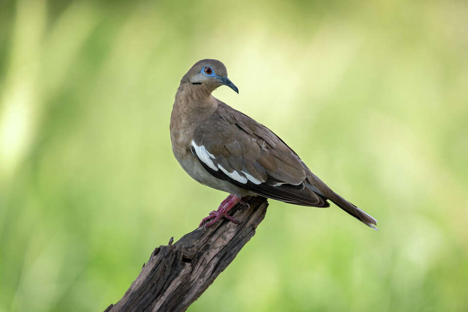 Key dates Texas hunters should know for 2025