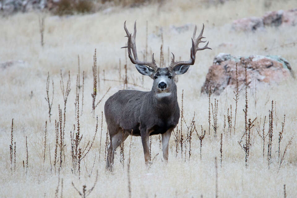 Key dates Texas hunters should know for 2025