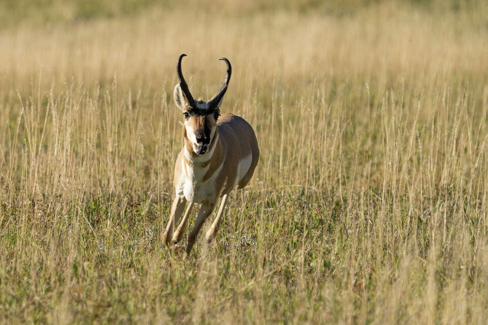 Key dates Texas hunters should know for 2025