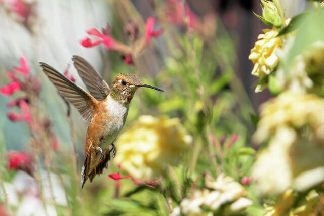 When will hummingbirds be in Texas? Here's the 2025 migration map