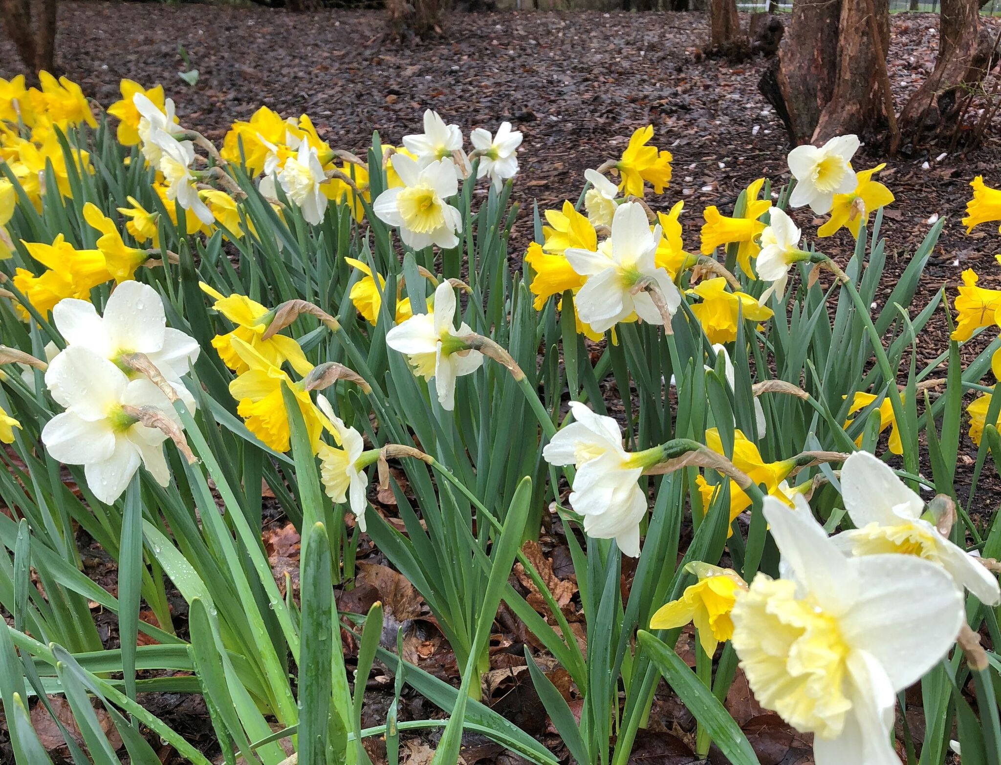 Thinking spring in the heat