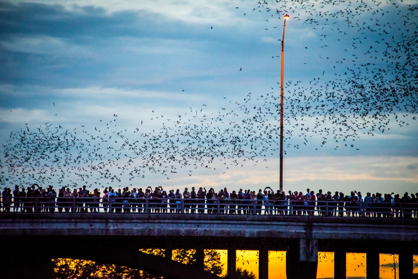 Austin's Congress bridge welcomes 1.5 million bats to roost