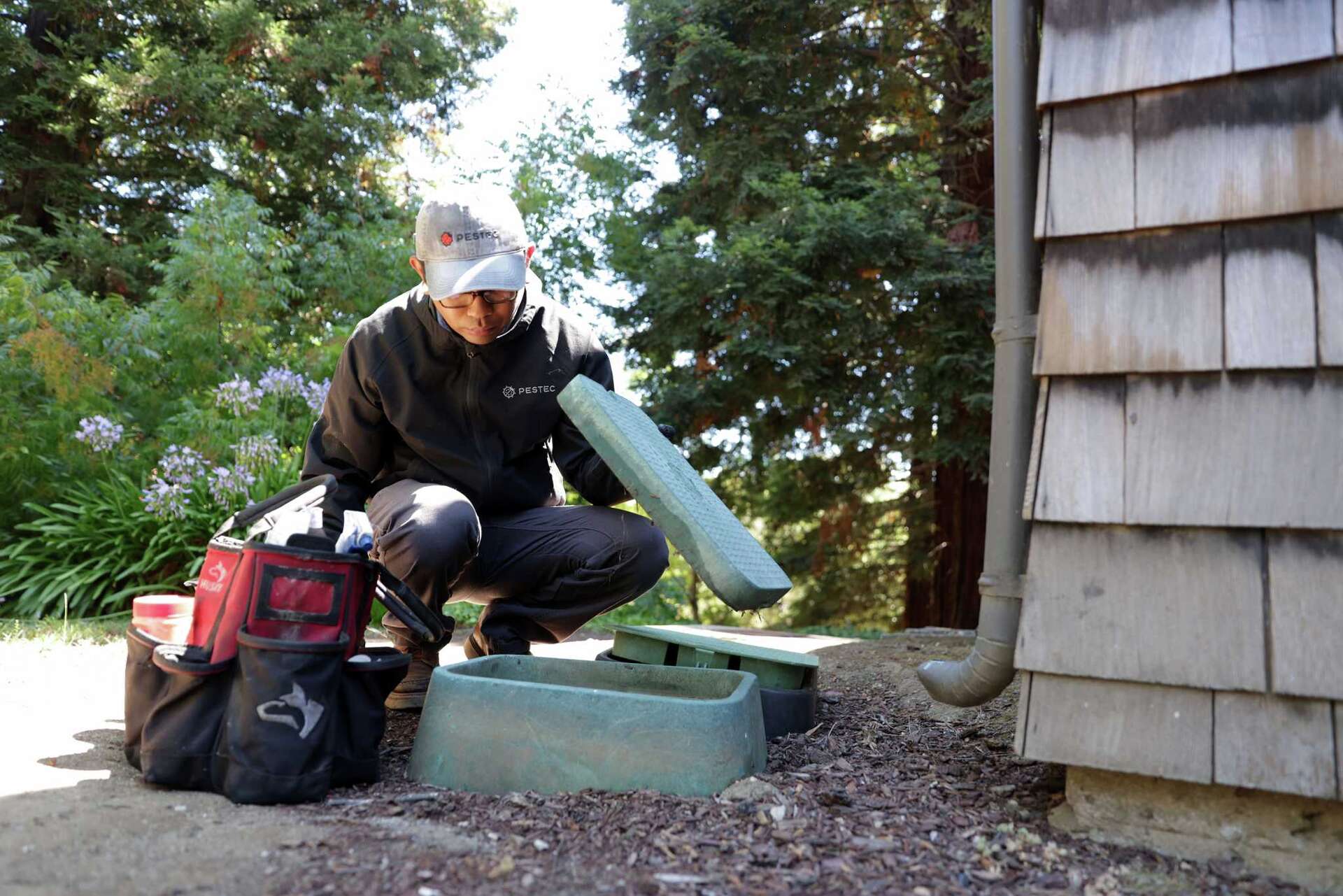 How a California region's rat problem was caused by ‘perfect storm’