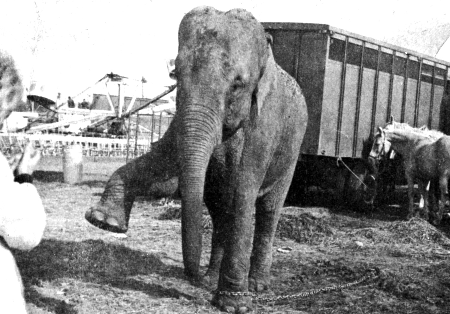 Manistee County Fairgoers see an elephant circus act