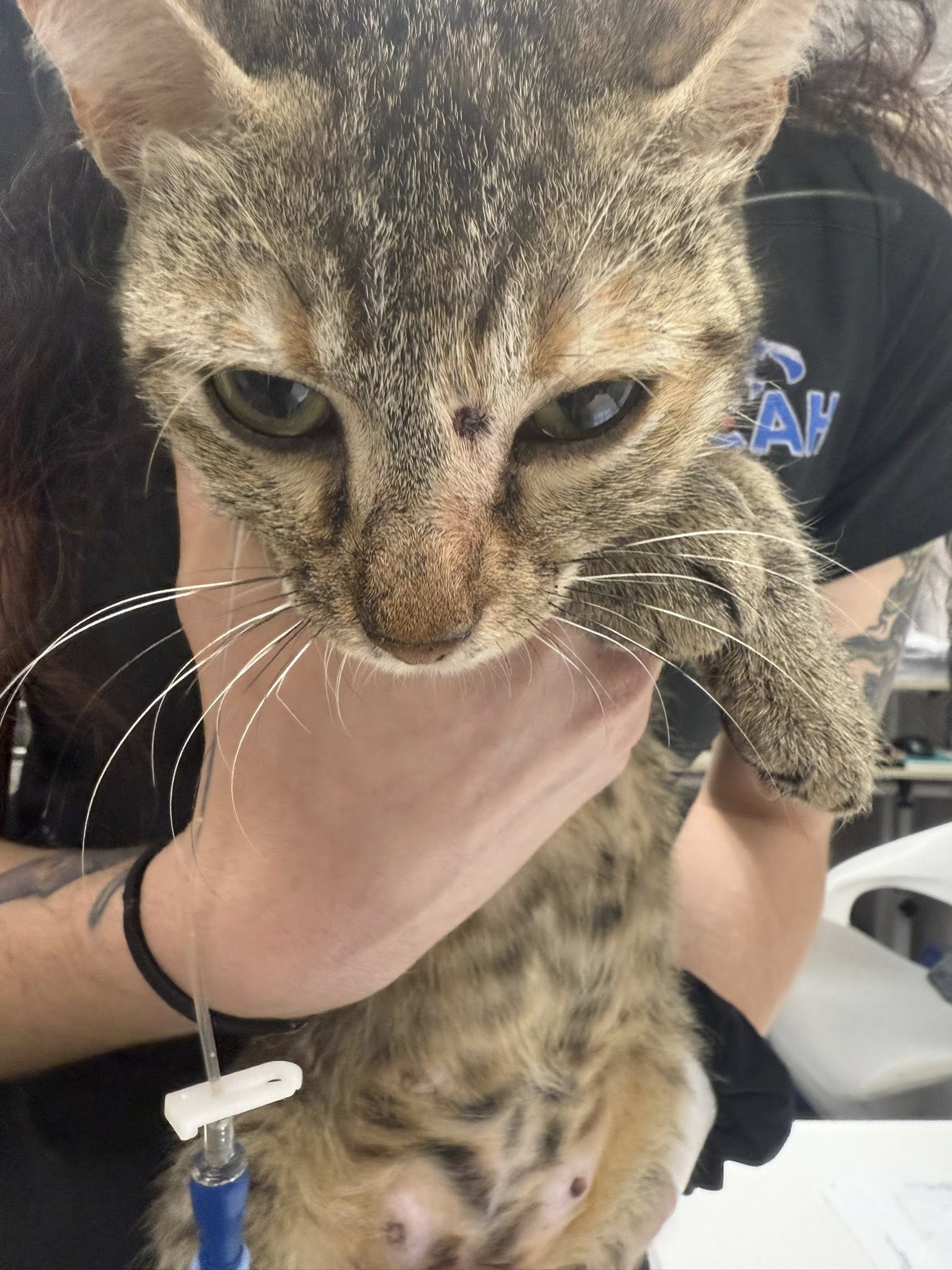 Cat shot in face spurs animal-cruelty investigation, Texas police