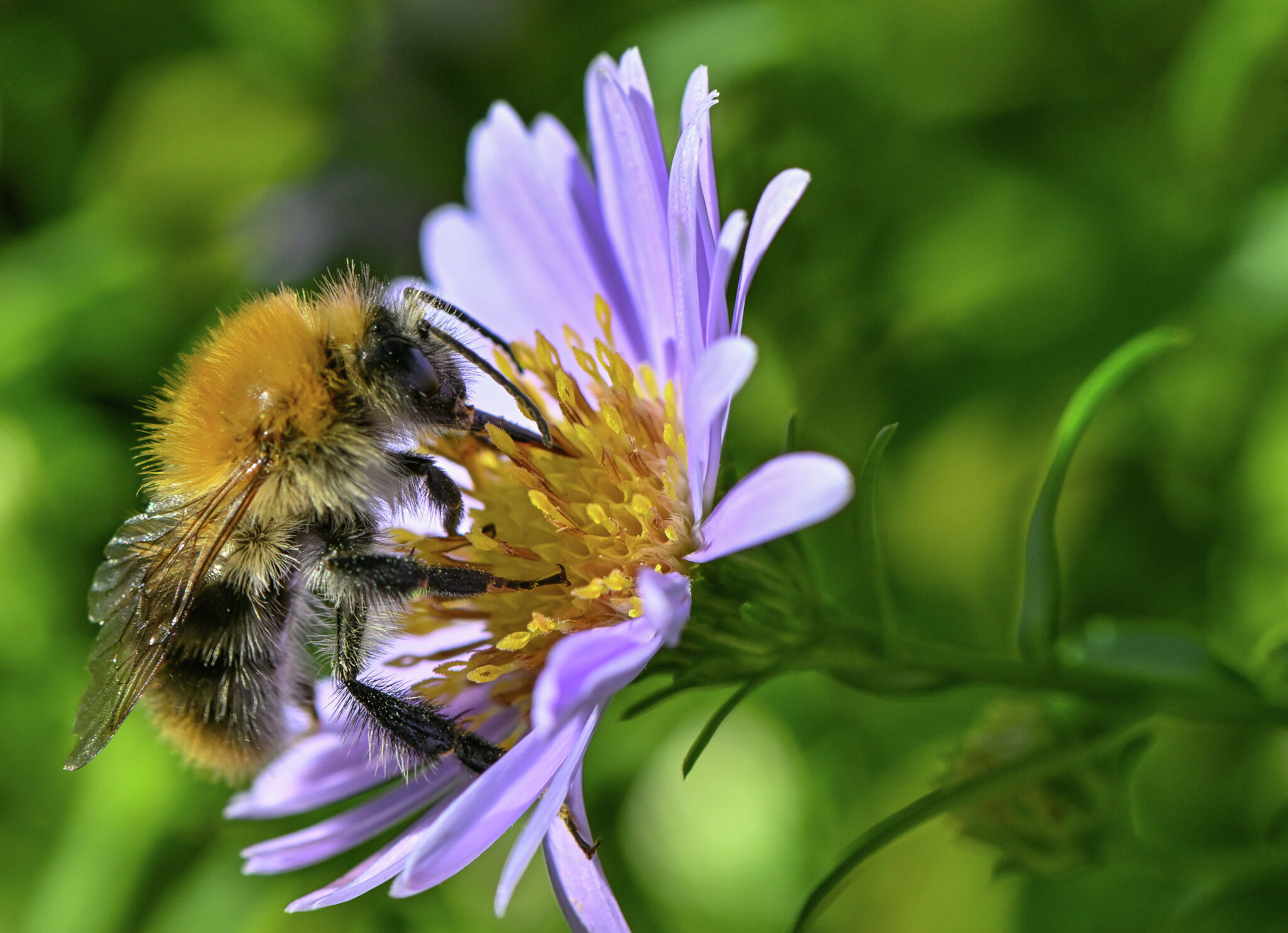 Buzzkill bees force Dilley ISD football game to Pearsall stadium