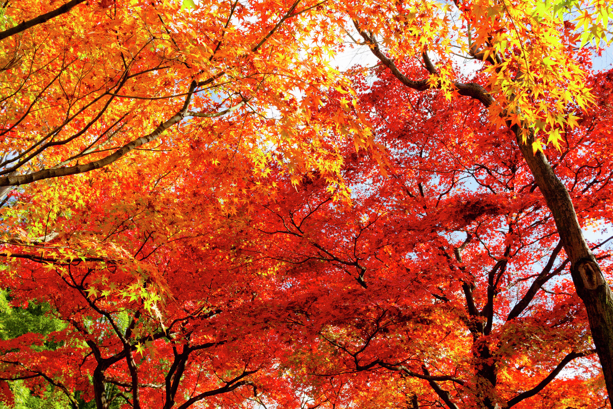 Here's when leaves are expected to change in Michigan this fall