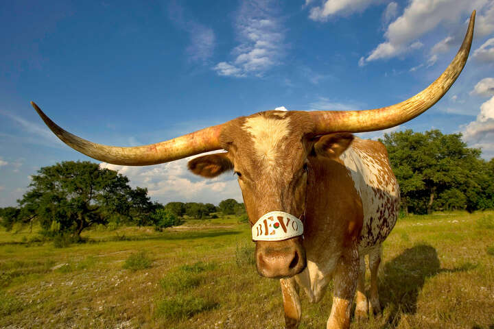 Texas Longhorns' Bevo name doesn't trace back to Texas A&M