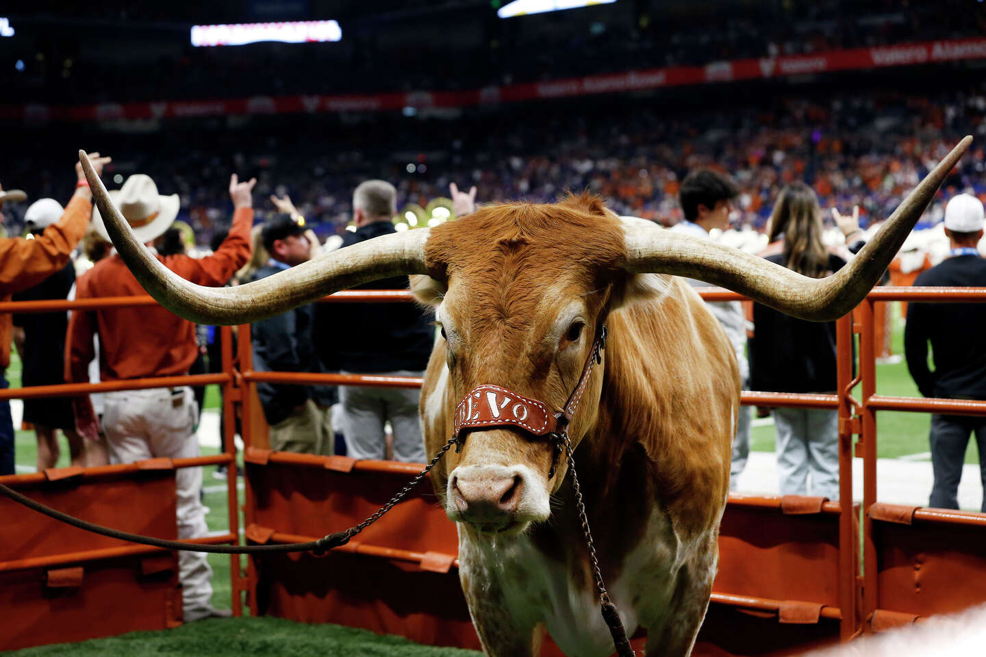 Texas Longhorns' Bevo name doesn't trace back to Texas A&M