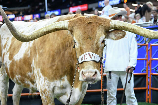 Texas Longhorns' Bevo name doesn't trace back to Texas A&M