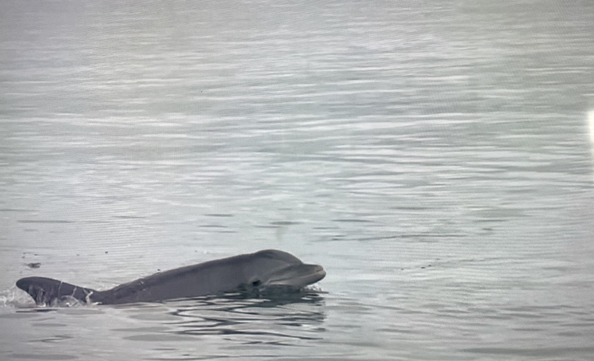 Watch: 'At least 100 dolphins' spotted off the coast of CT city