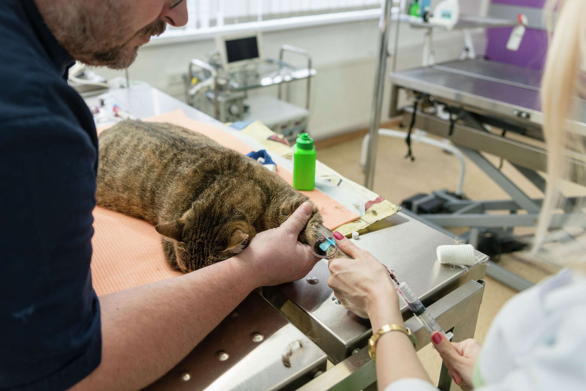 A new cancer treatment for cats could help humans, too