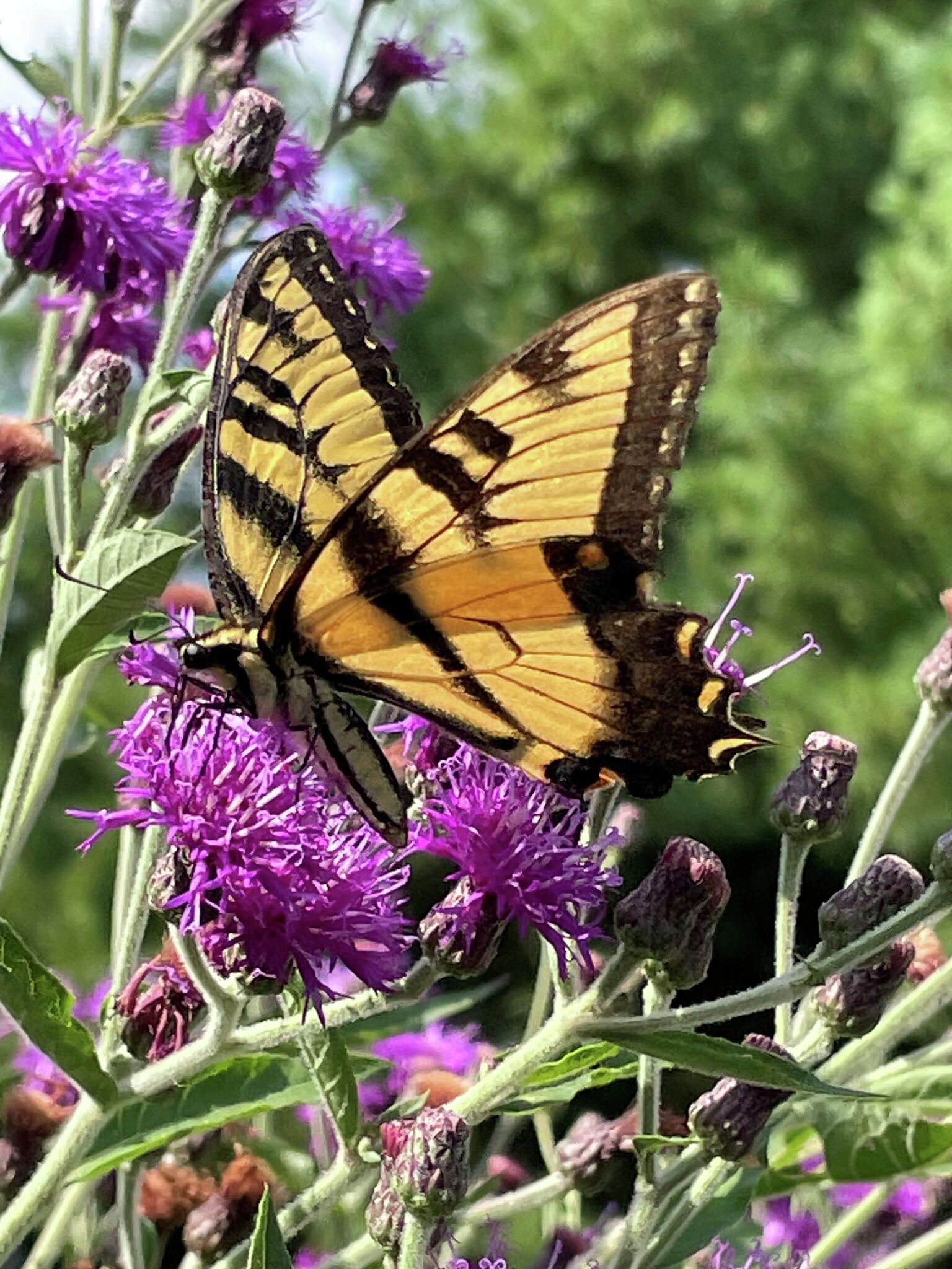 CHUCK MARTIN: Prairie plants boost biodiversity in Michigan gardens