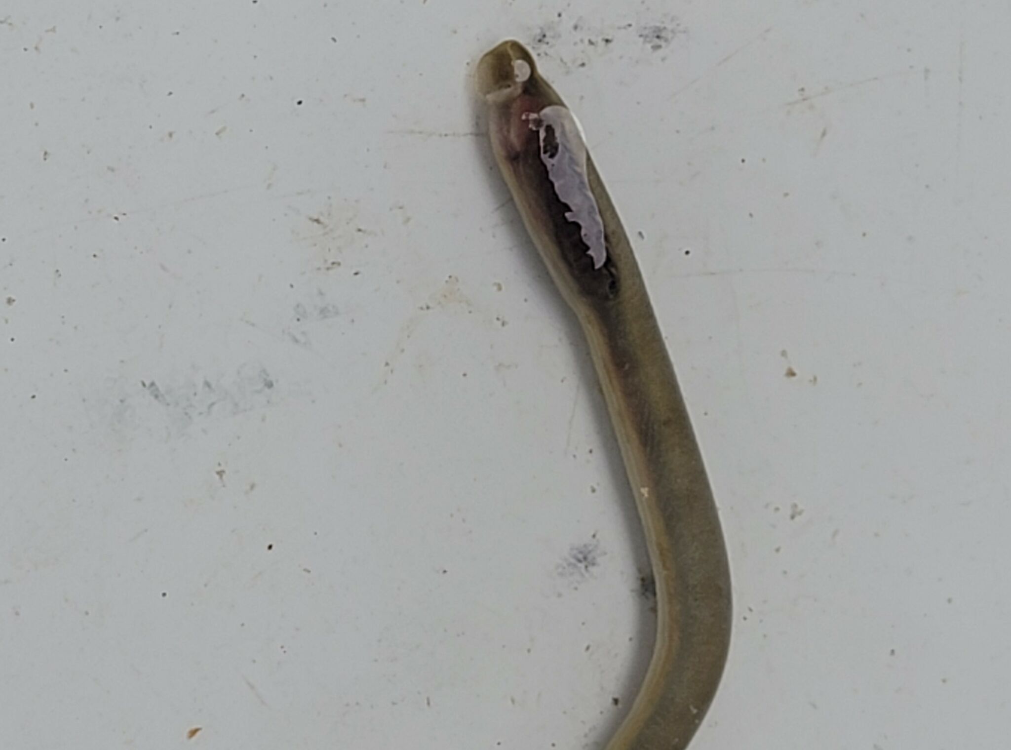 Invasive sea lamprey assessment set for Platte River, Loon Lake
