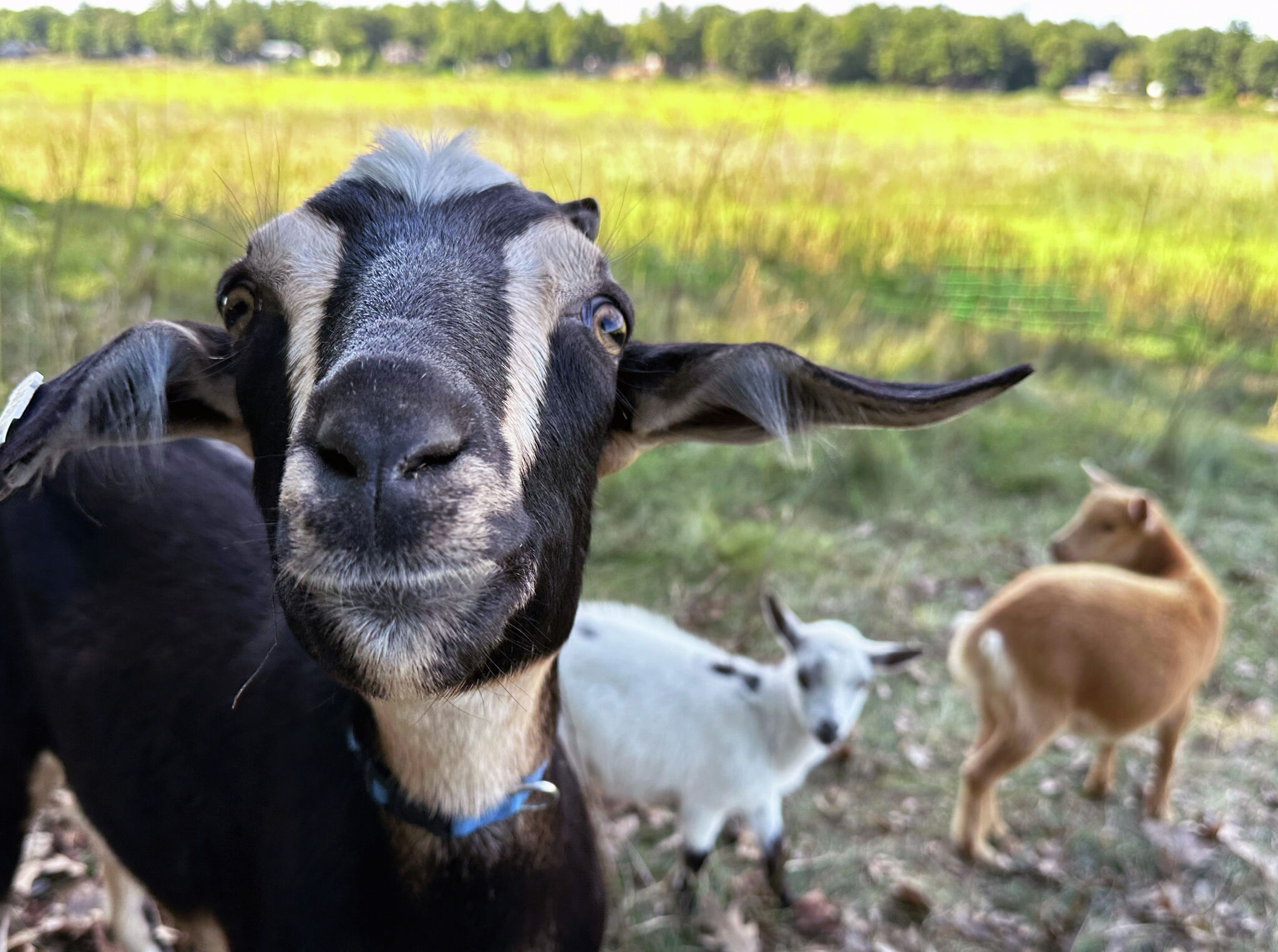 Sanford Lake neighbors hire goats to tidy lakebed before water returns