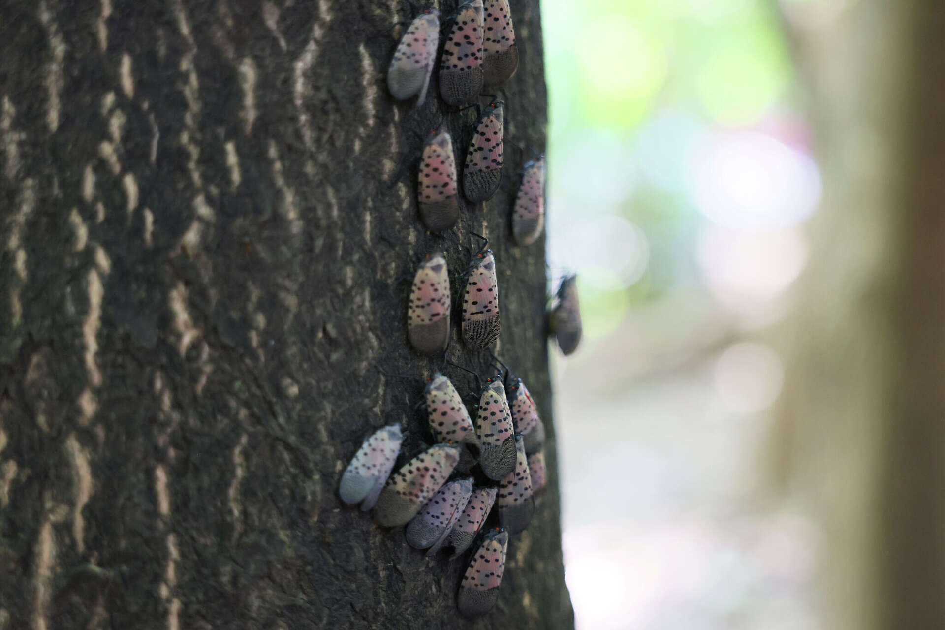 What to know as spotted lanternflies descend on upstate New York