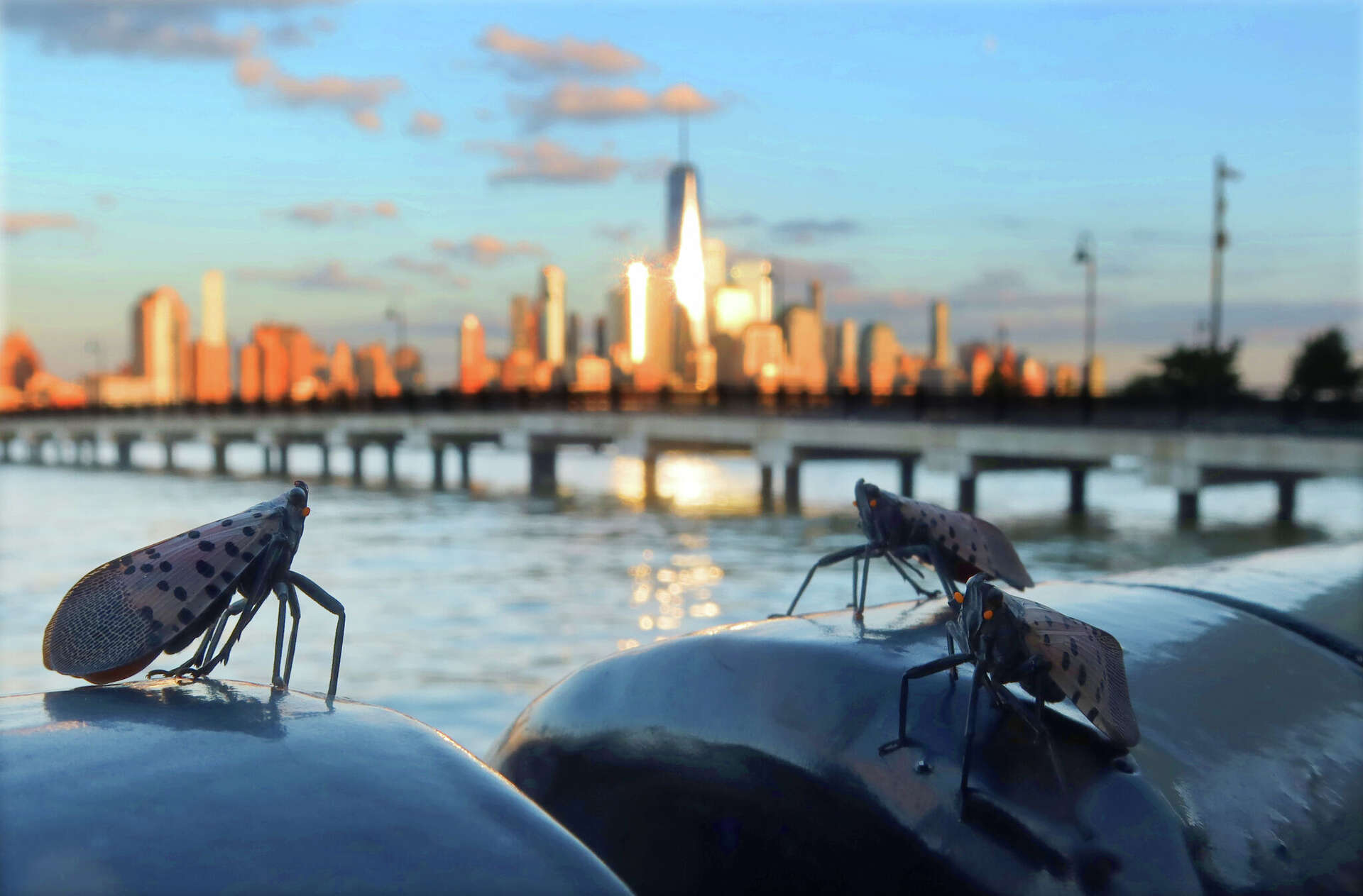 What to know as spotted lanternflies descend on upstate New York