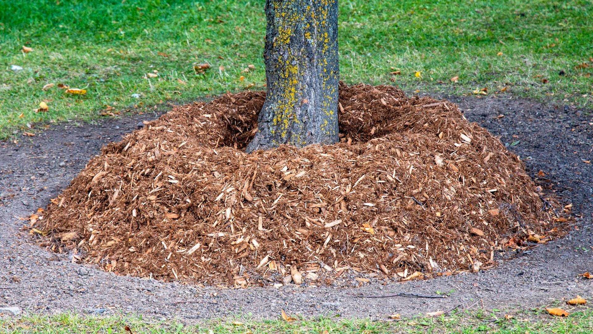 Mulch Volcanoes: How One Landscaping Mistake Can Damage Your Trees and ...