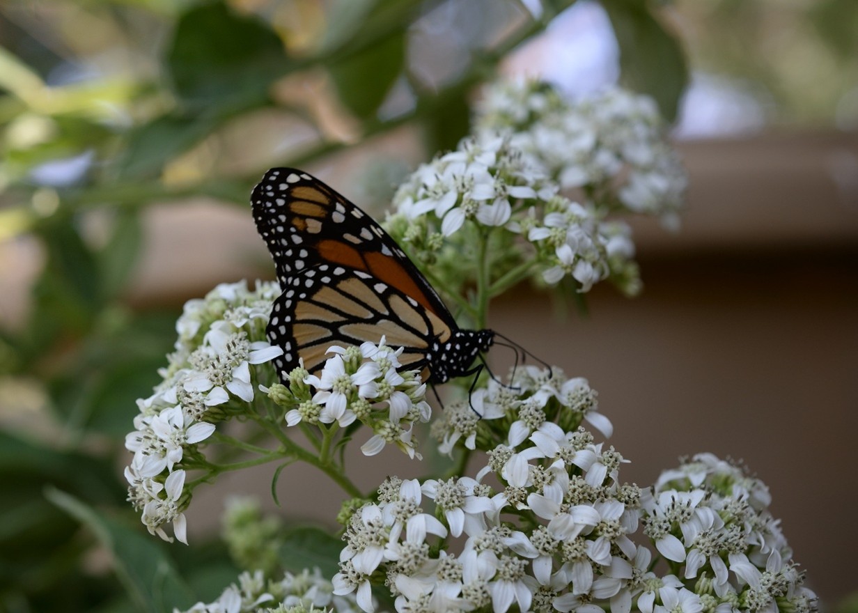 Bridger Photonics unveils drone-based methane detection technology