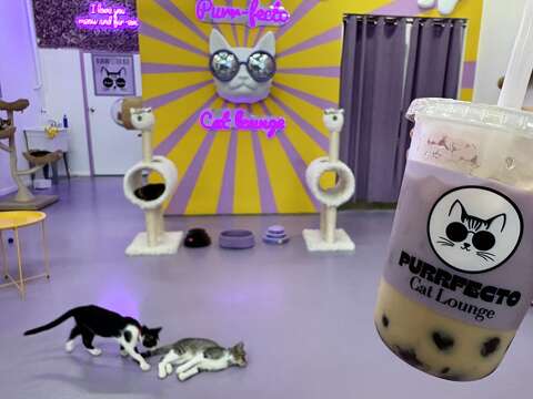 New cat café reveals its San Antonio location