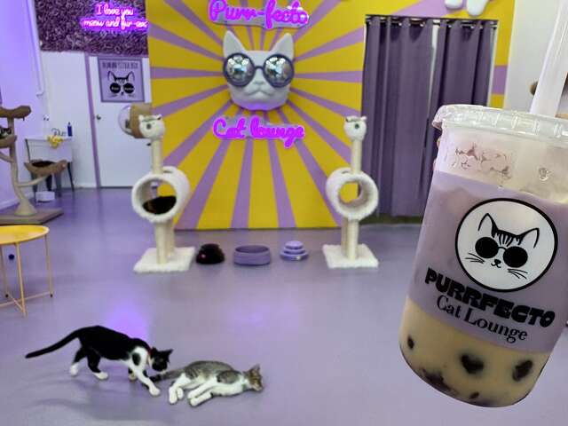 New cat café reveals its San Antonio location