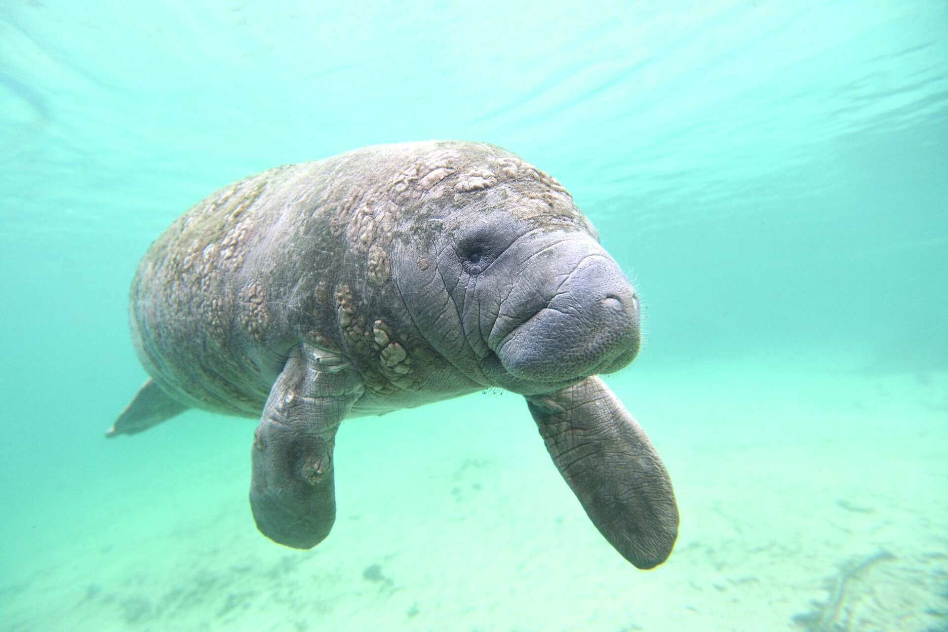Rare endangered manatee stops major Texas gulf coast project