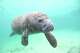 Rare endangered manatee stops major Texas gulf coast project
