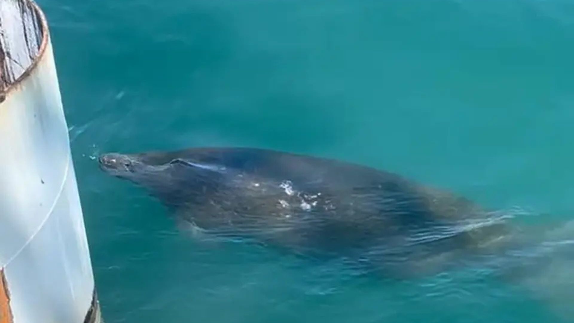 Rare endangered manatee stops major Texas gulf coast project