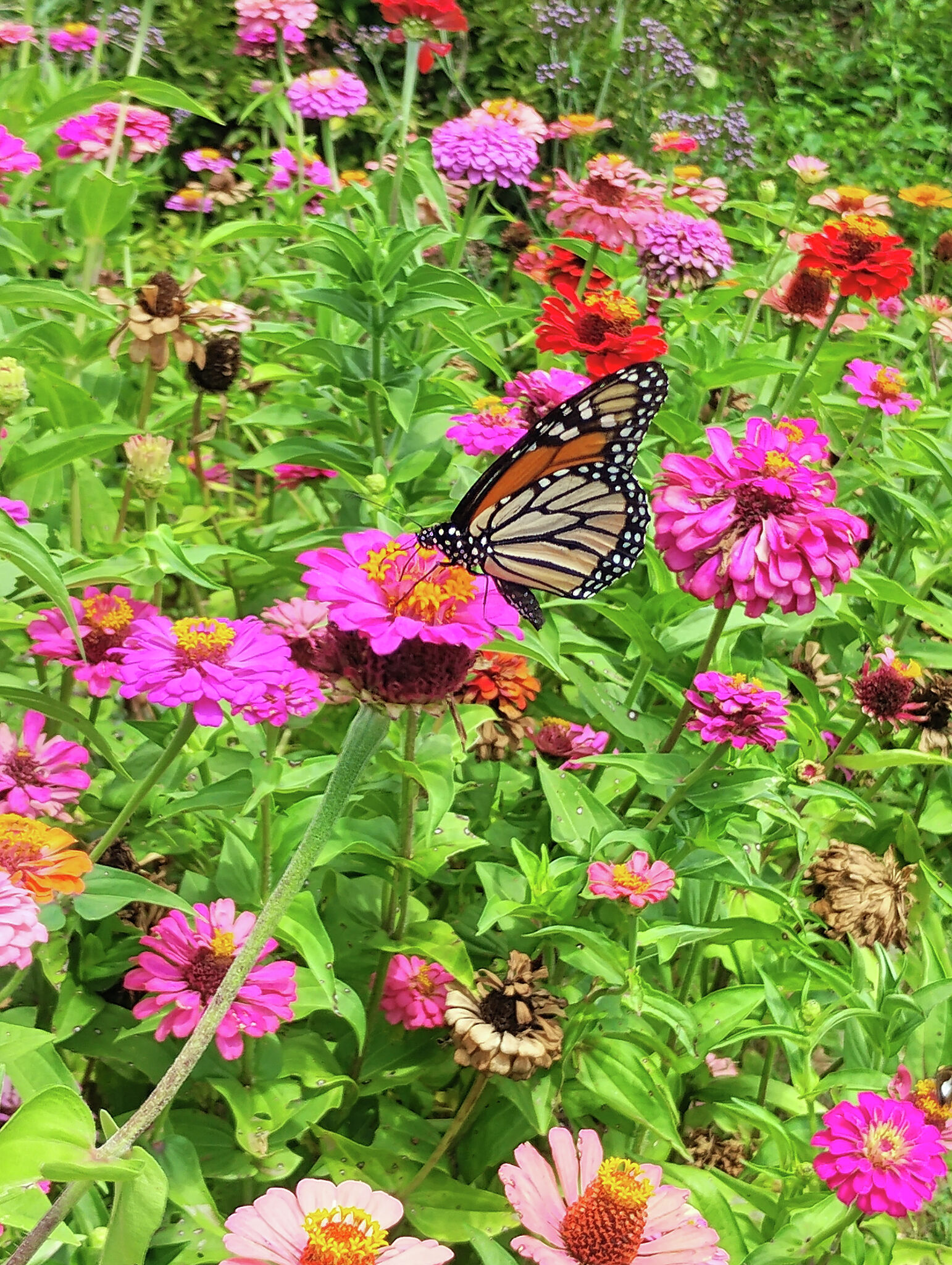 Winning numbers drawn in Thursday’s Maryland Multi-Match