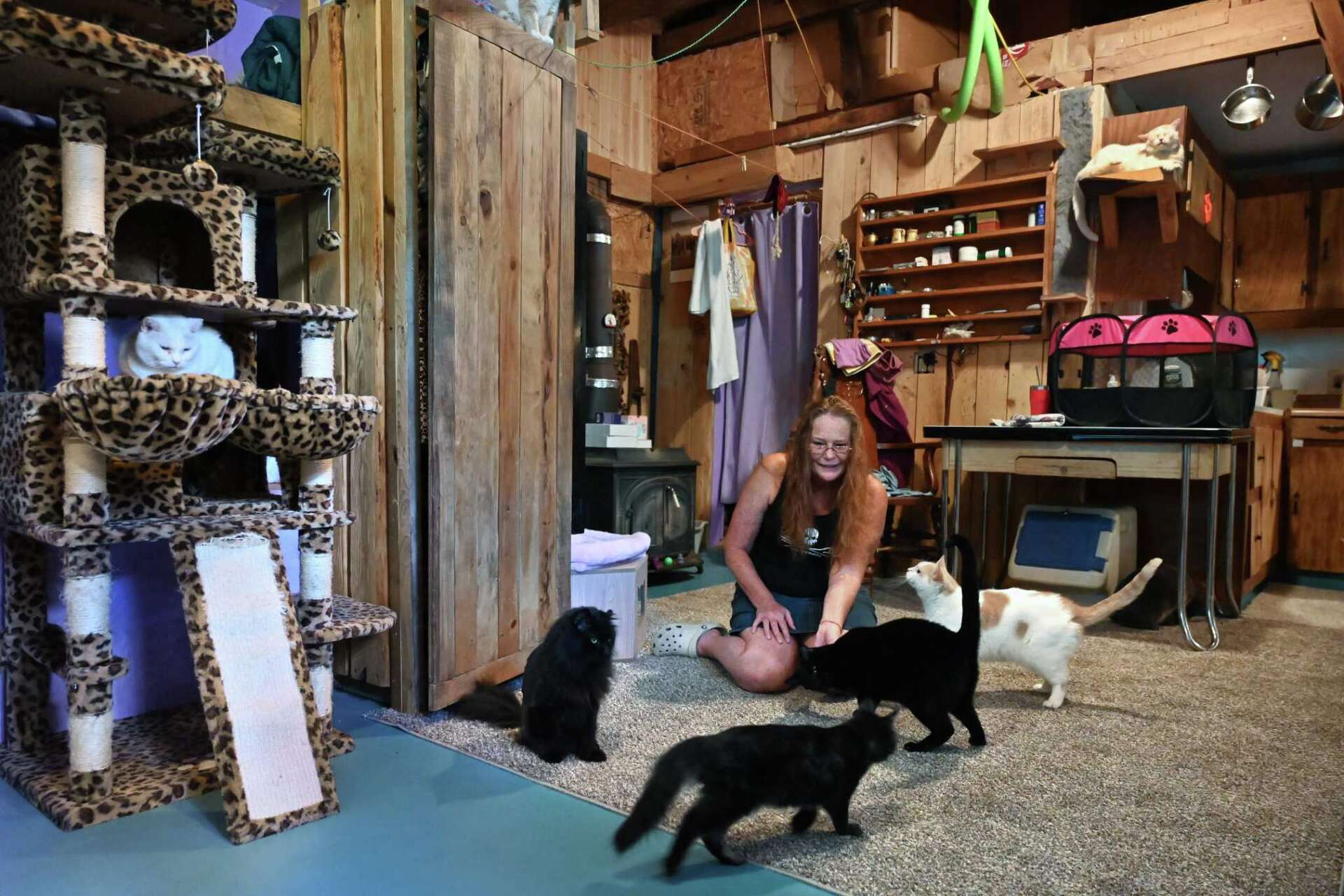 Hoosick Falls leaders say they have few resources to handle feral cats