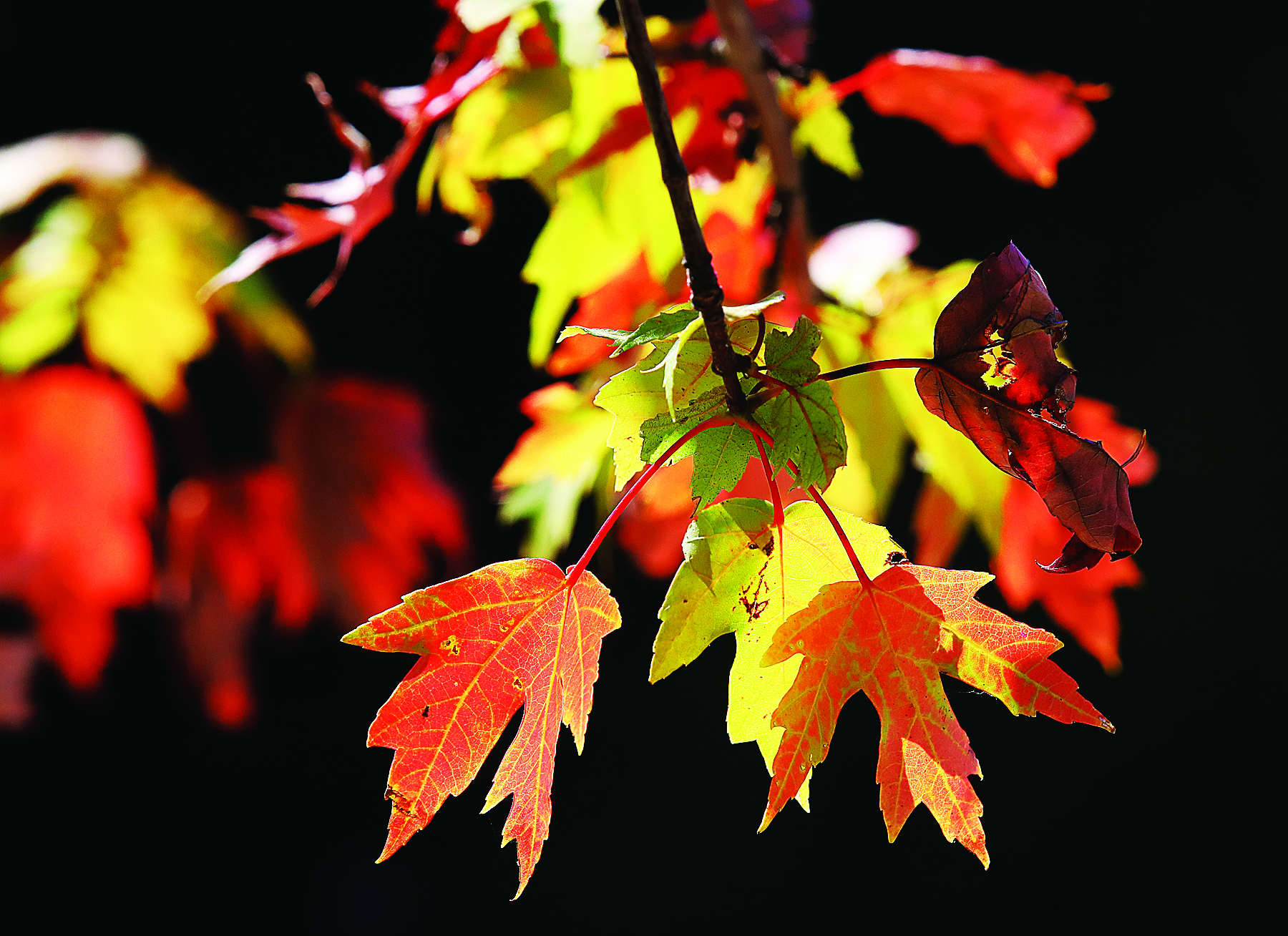 Stanford Stokes convicted in Madison County murder case