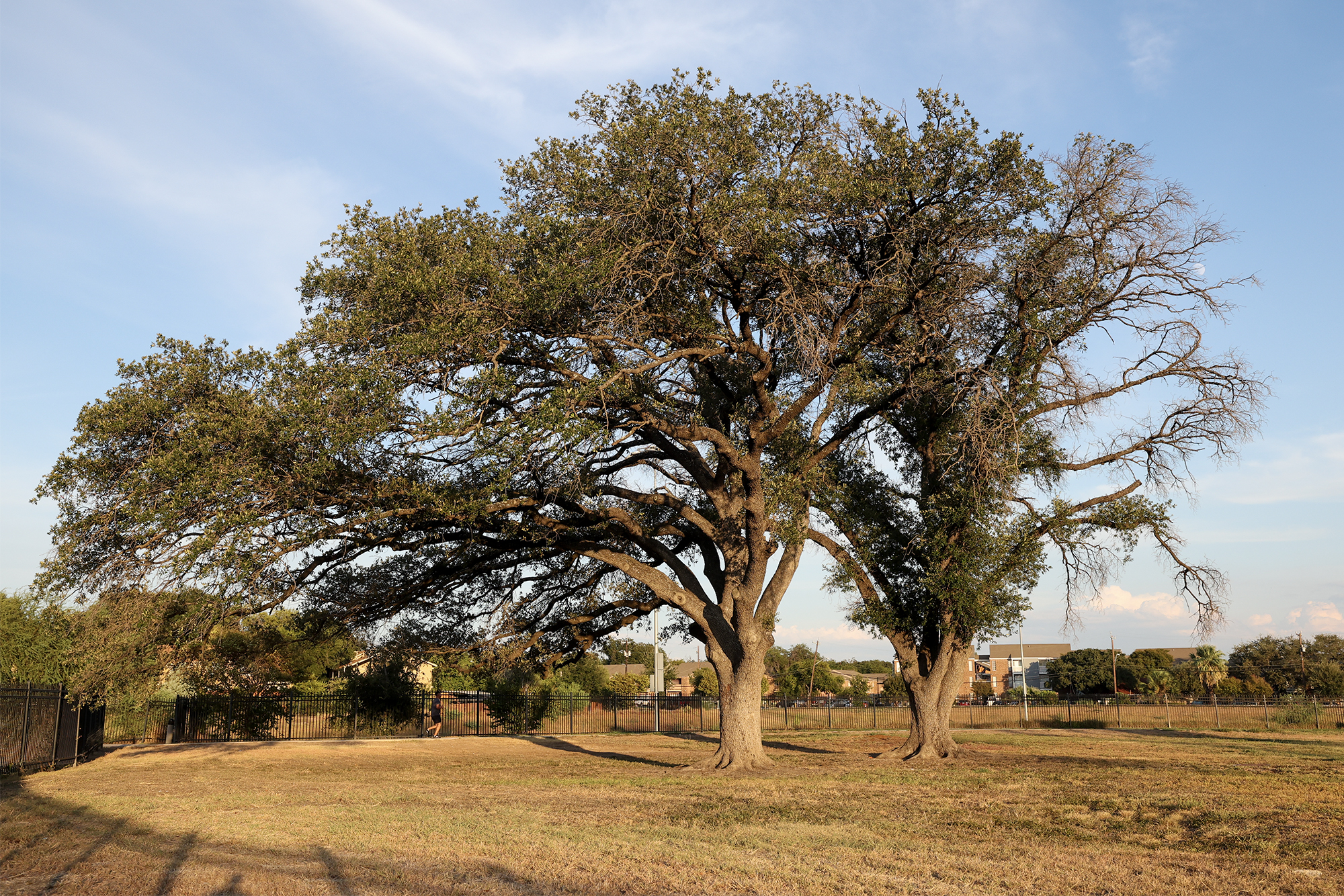 Plant shade trees now in Central Texas to cut heat
