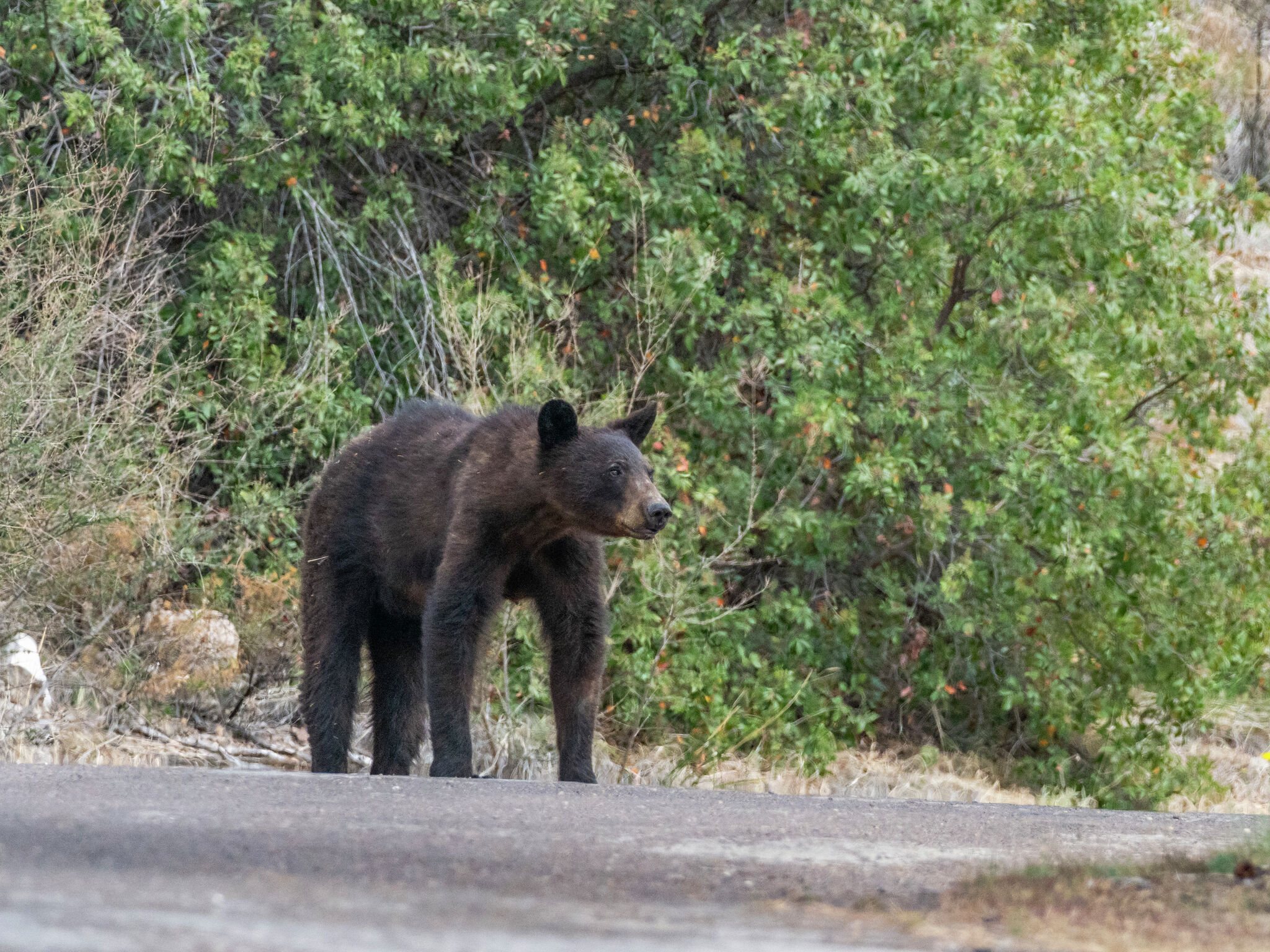 Rare black bear sighting in South Texas captured on video