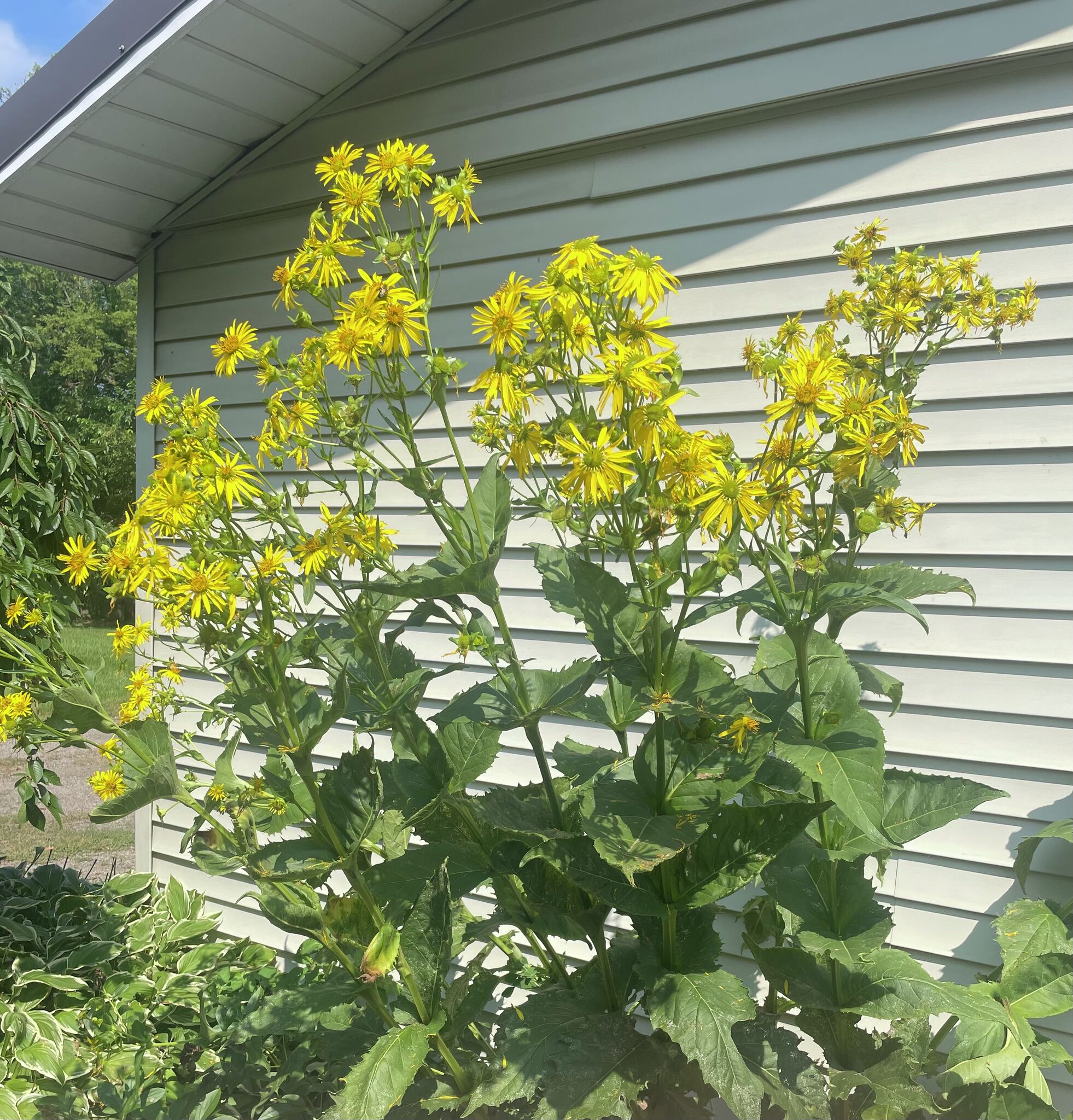 Barb Rogers writes about the American robin, Michigan's state bird
